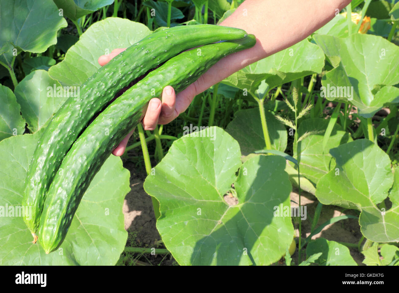 big cucumber in a hand of farmer Stock Photo - Alamy
