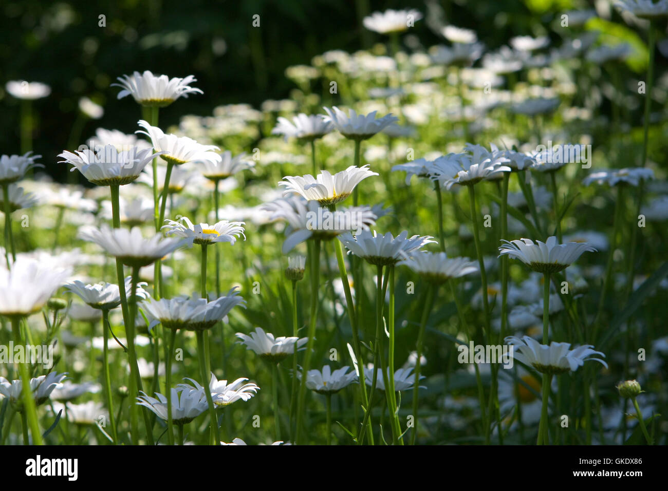 Daisy Ox-eyed Flower Stock Photo - Alamy