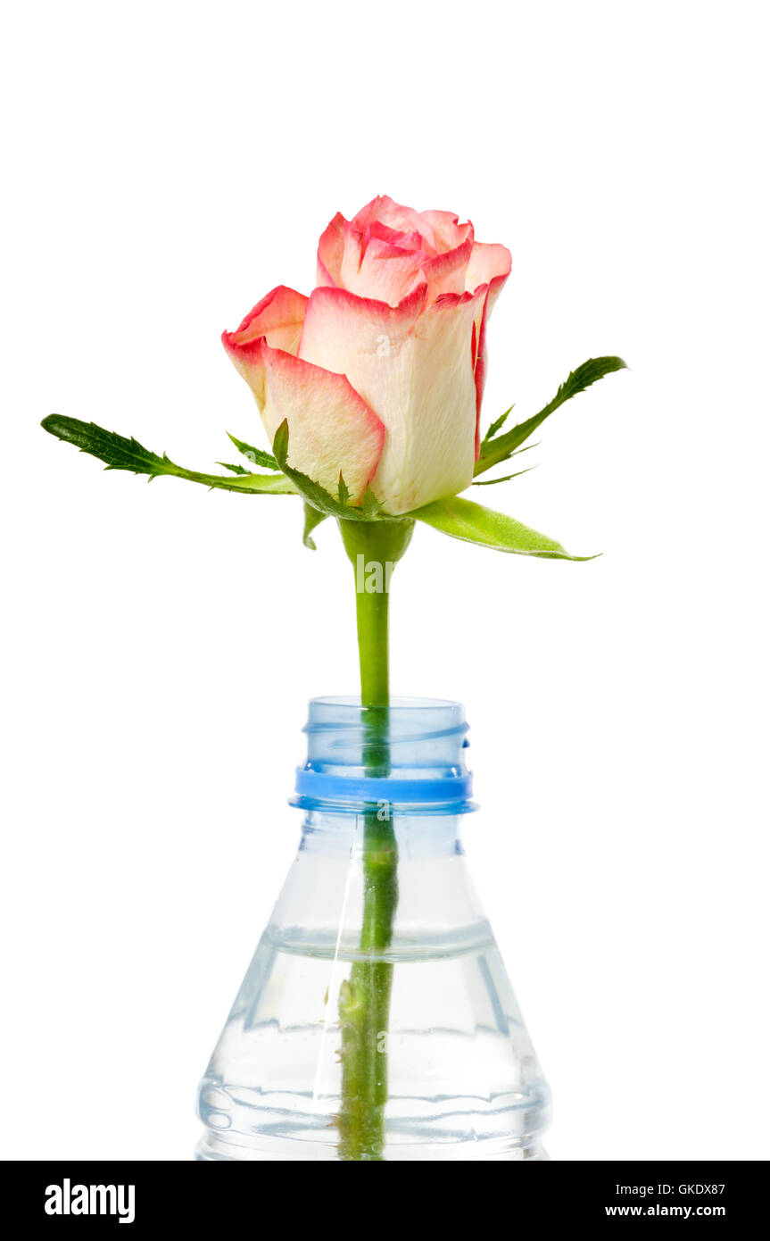 Rose in bottle Stock Photo - Alamy