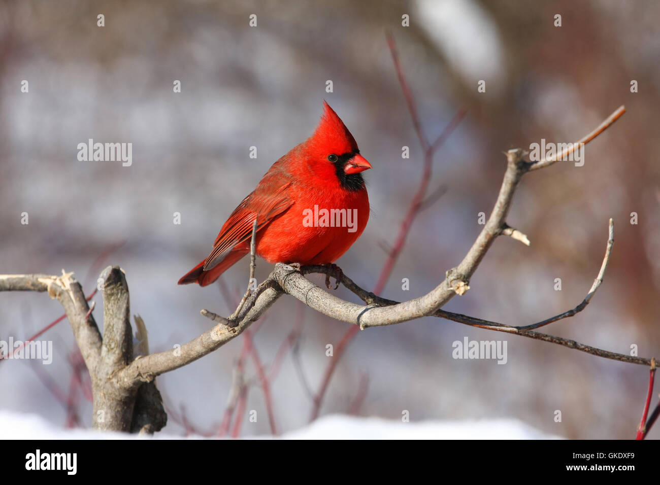 Northern Cardinal cardinalis male Stock Photo - Alamy