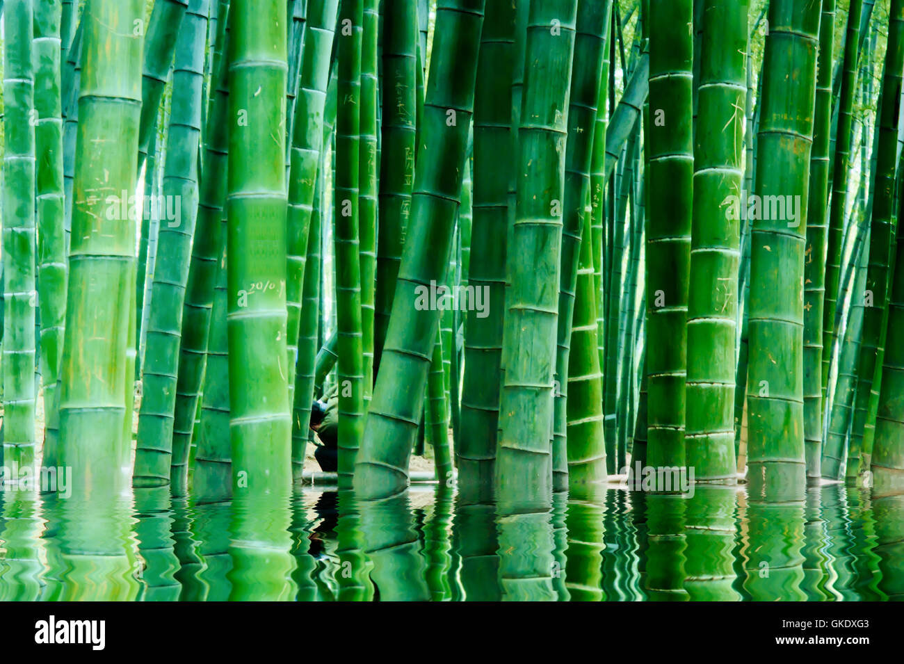 landscape of Bamboo forest in Sichuan Bamboo Sea - taken in Sichuan ...