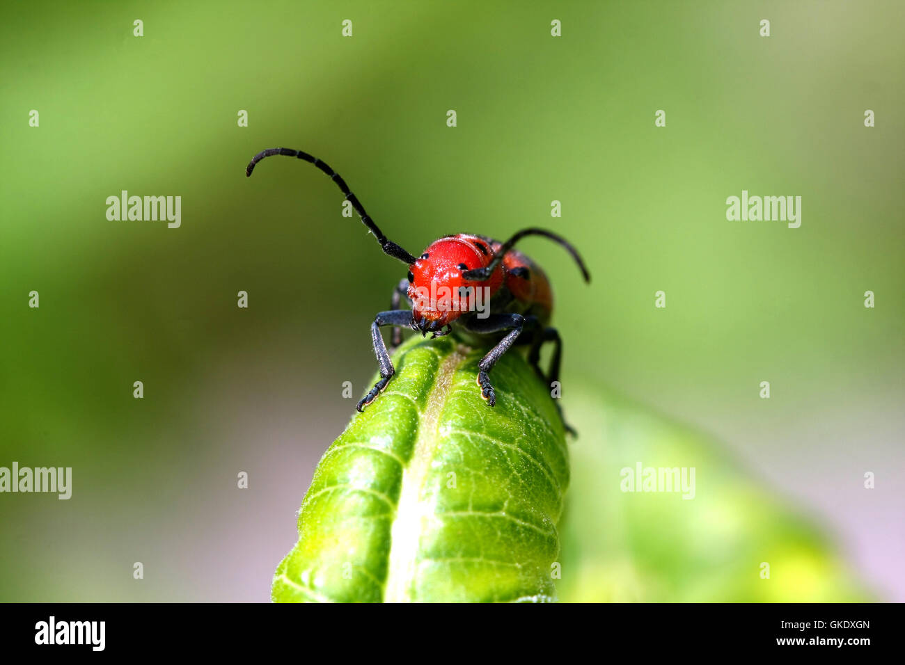 Milkweed Bug Oncopeltus fasciatus Stock Photo - Alamy