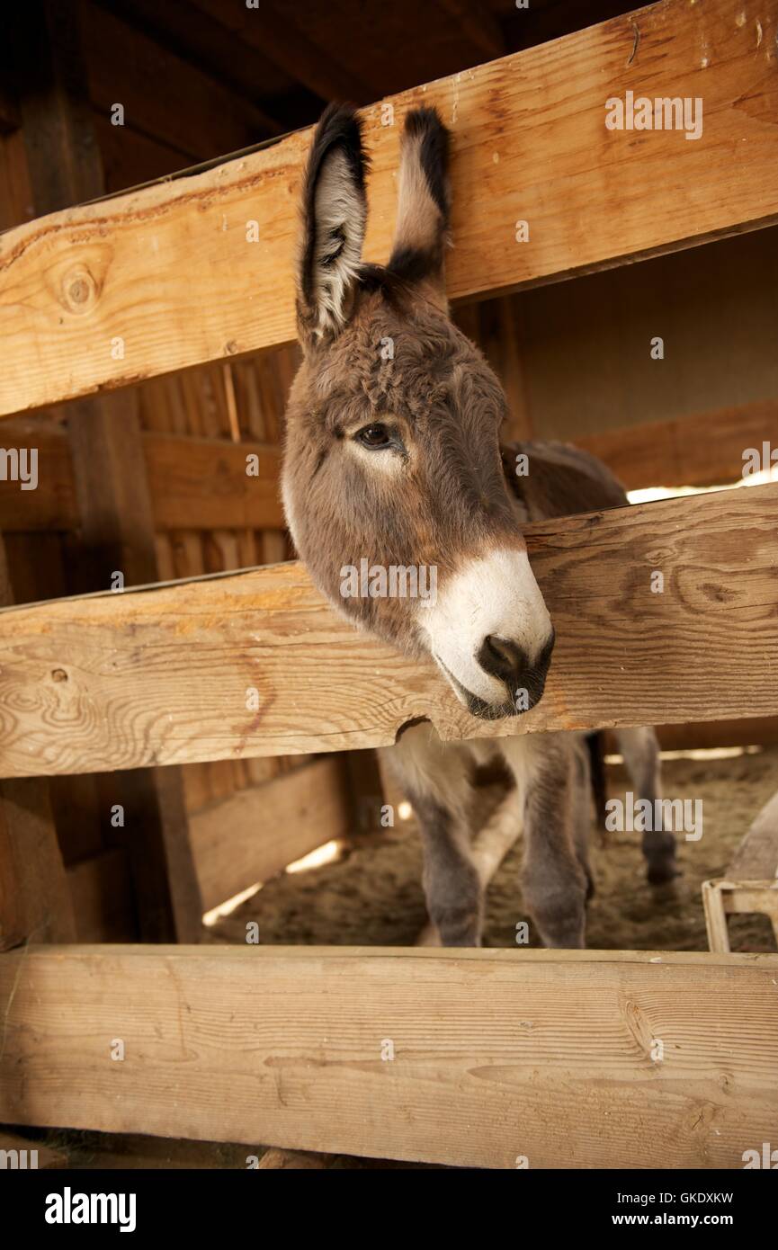 Lonely Donkey Behind Bars Stock Photo - Alamy