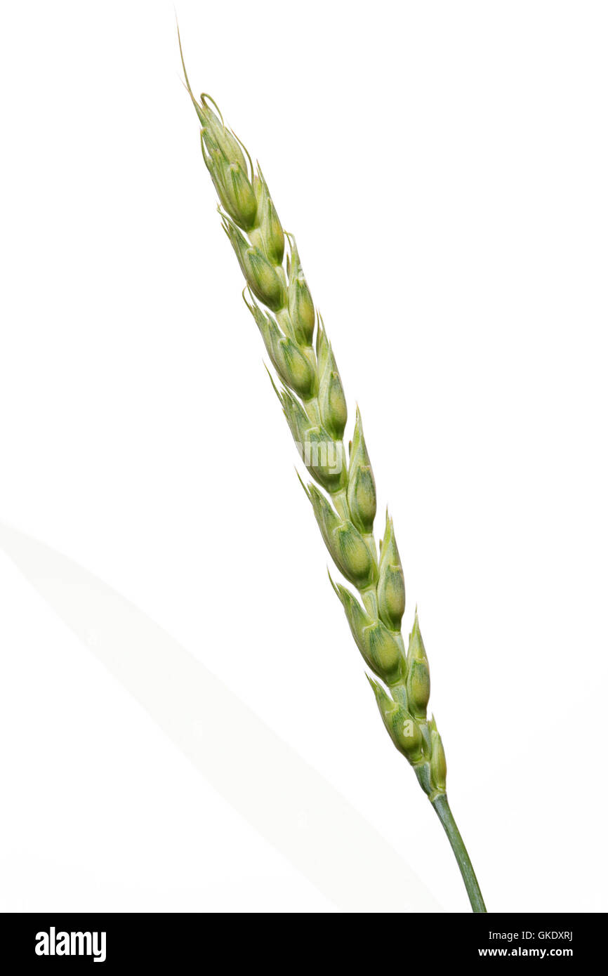 Green wheat Cut Out Stock Images & Pictures - Alamy