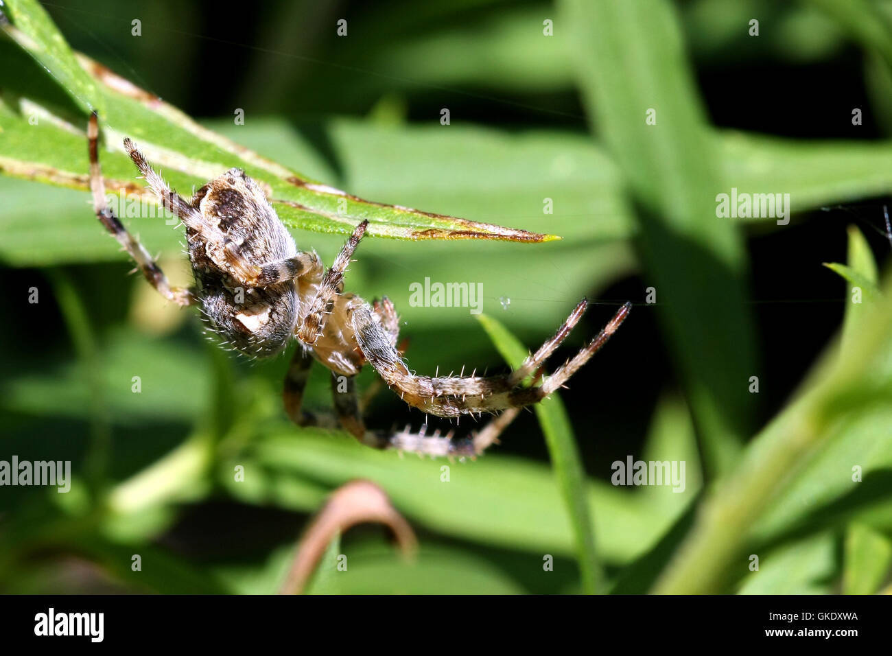 Orb Weaver Spider Stock Photo - Alamy