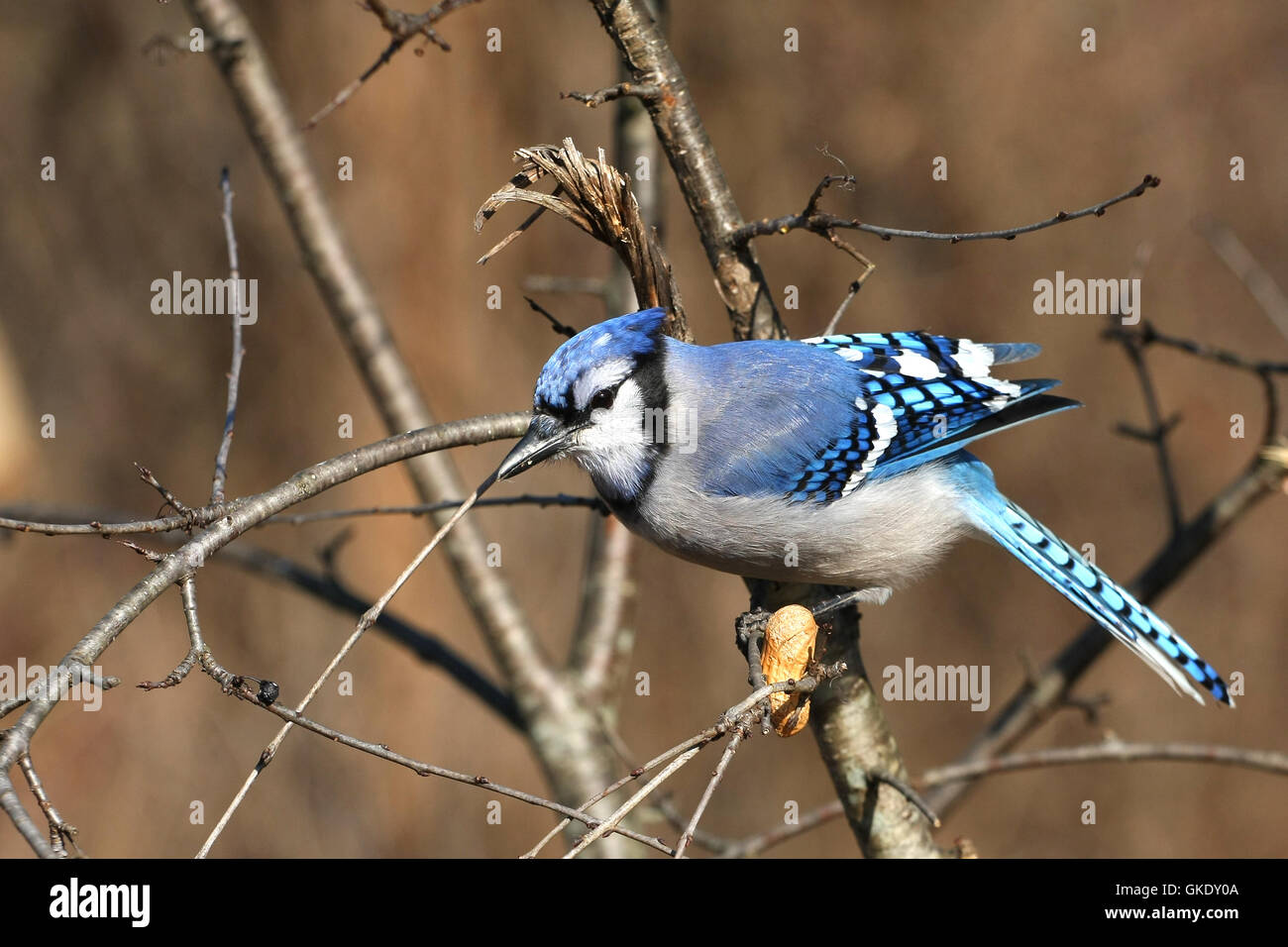 Fluffy bluejay hi-res stock photography and images - Alamy