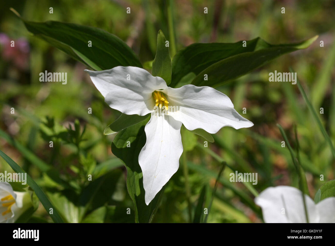Closeup white trillium flower hi-res stock photography and images - Alamy