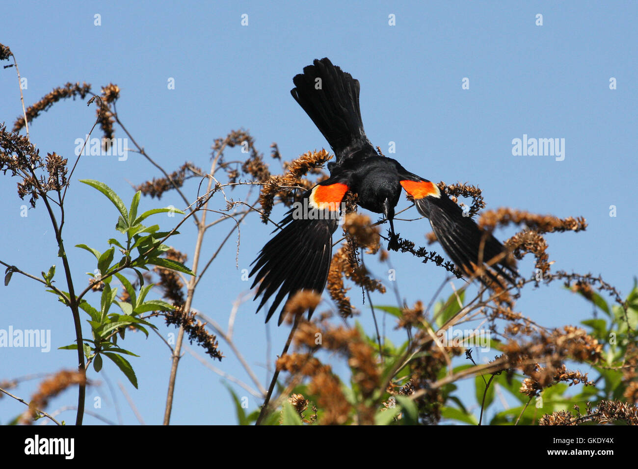 Red-winged Blackbird Male Stock Photo - Alamy