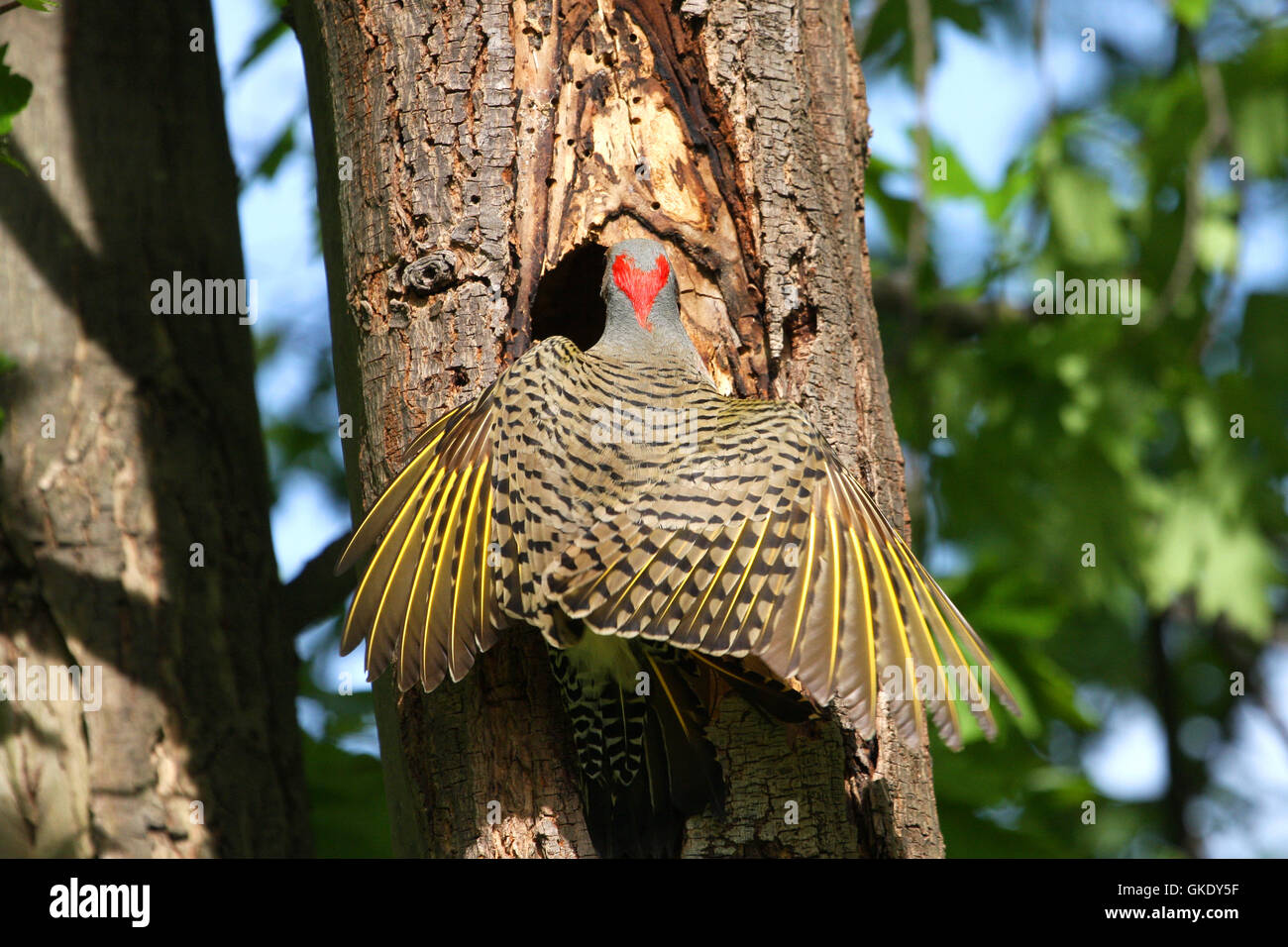 Northern flicker flight feather hi-res stock photography and images - Alamy