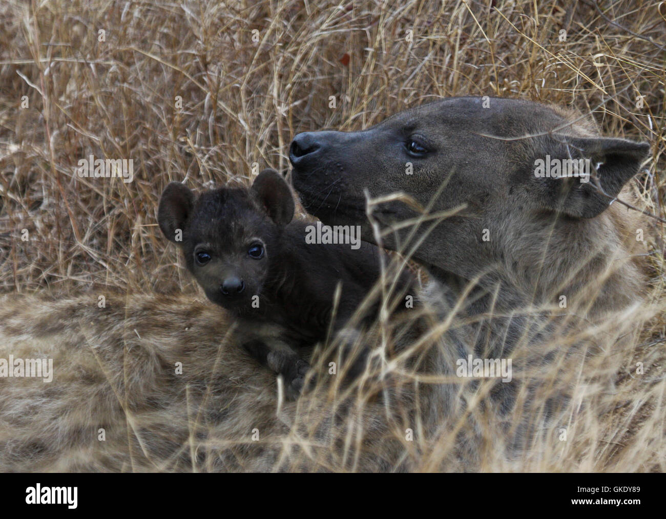 Hyena & pup in Kruger National Park South Africa Stock Photo - Alamy