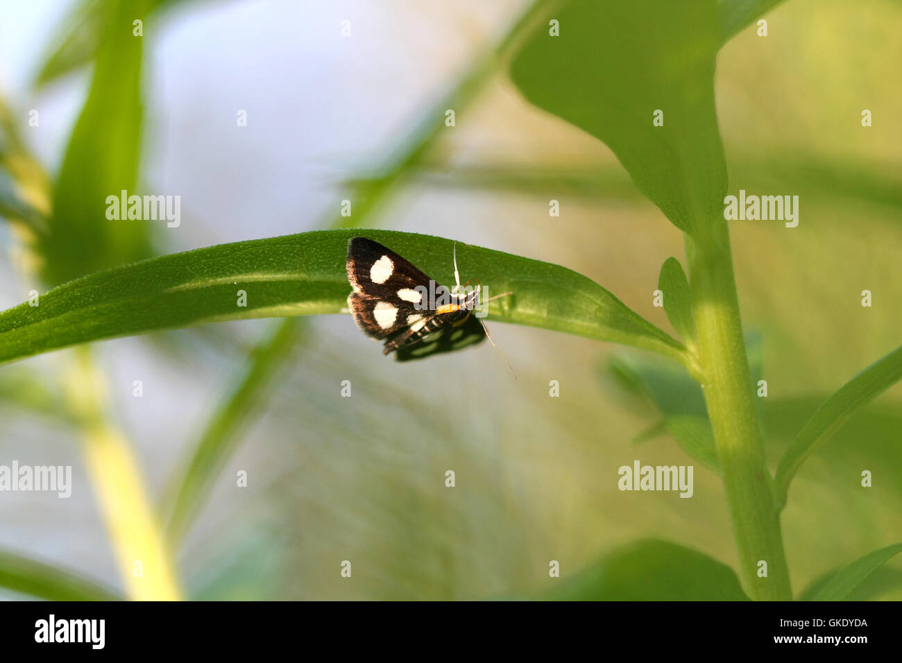 White-spotted Sable Moth Stock Photo - Alamy