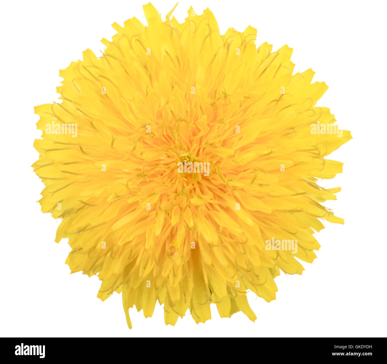 One yellow flower of dandelion isolated on white background Stock Photo ...