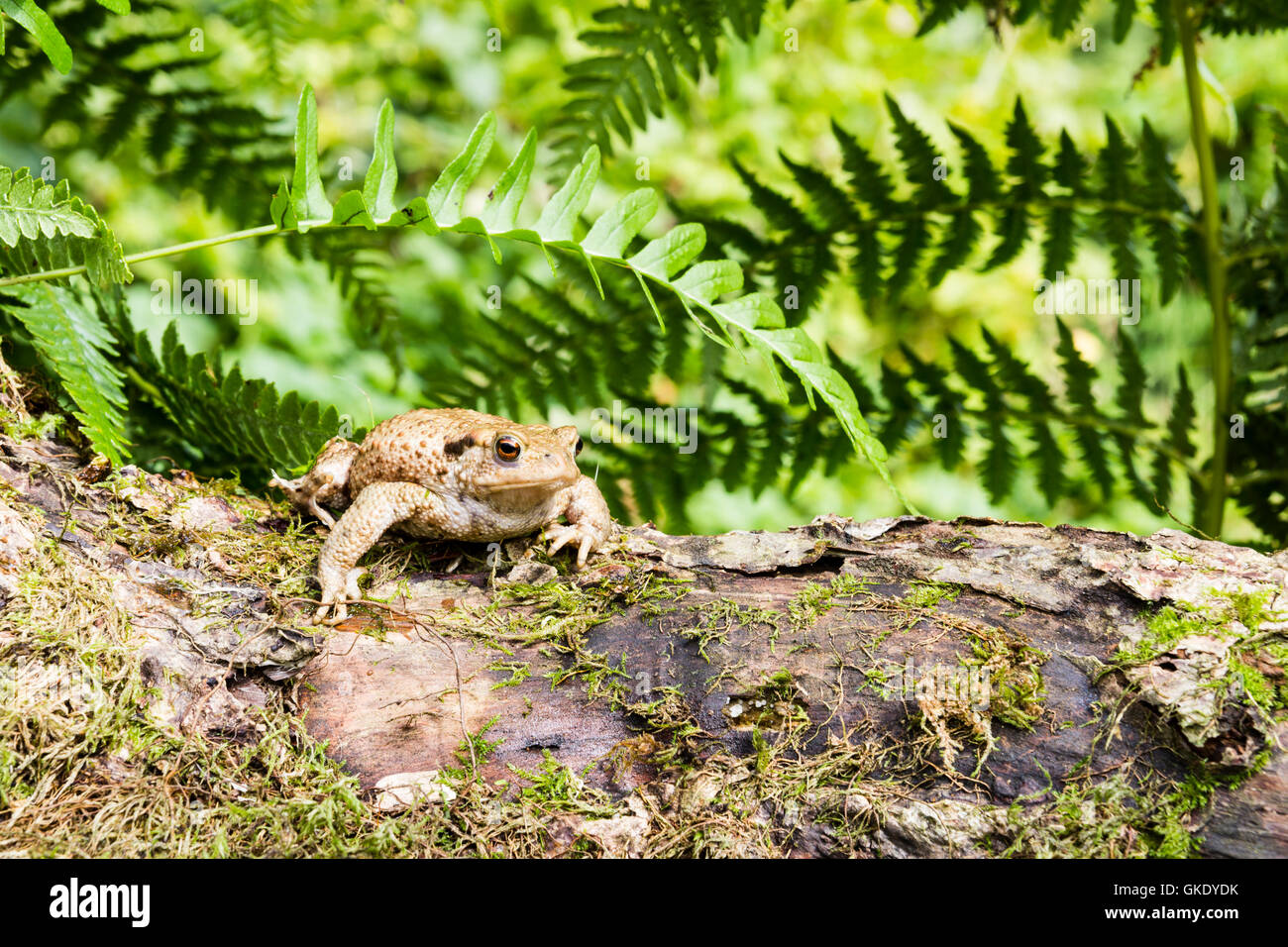 A common frog in summertime in the UK Stock Photo - Alamy