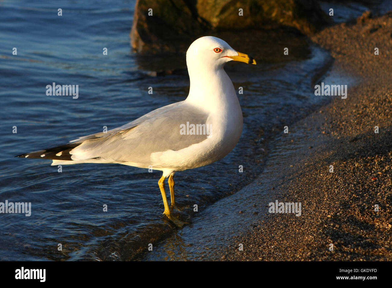 Ring billed sea gull hi-res stock photography and images - Alamy