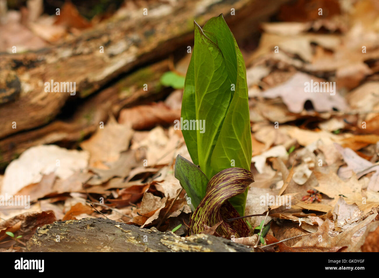 Skunk leaf hi-res stock photography and images - Alamy