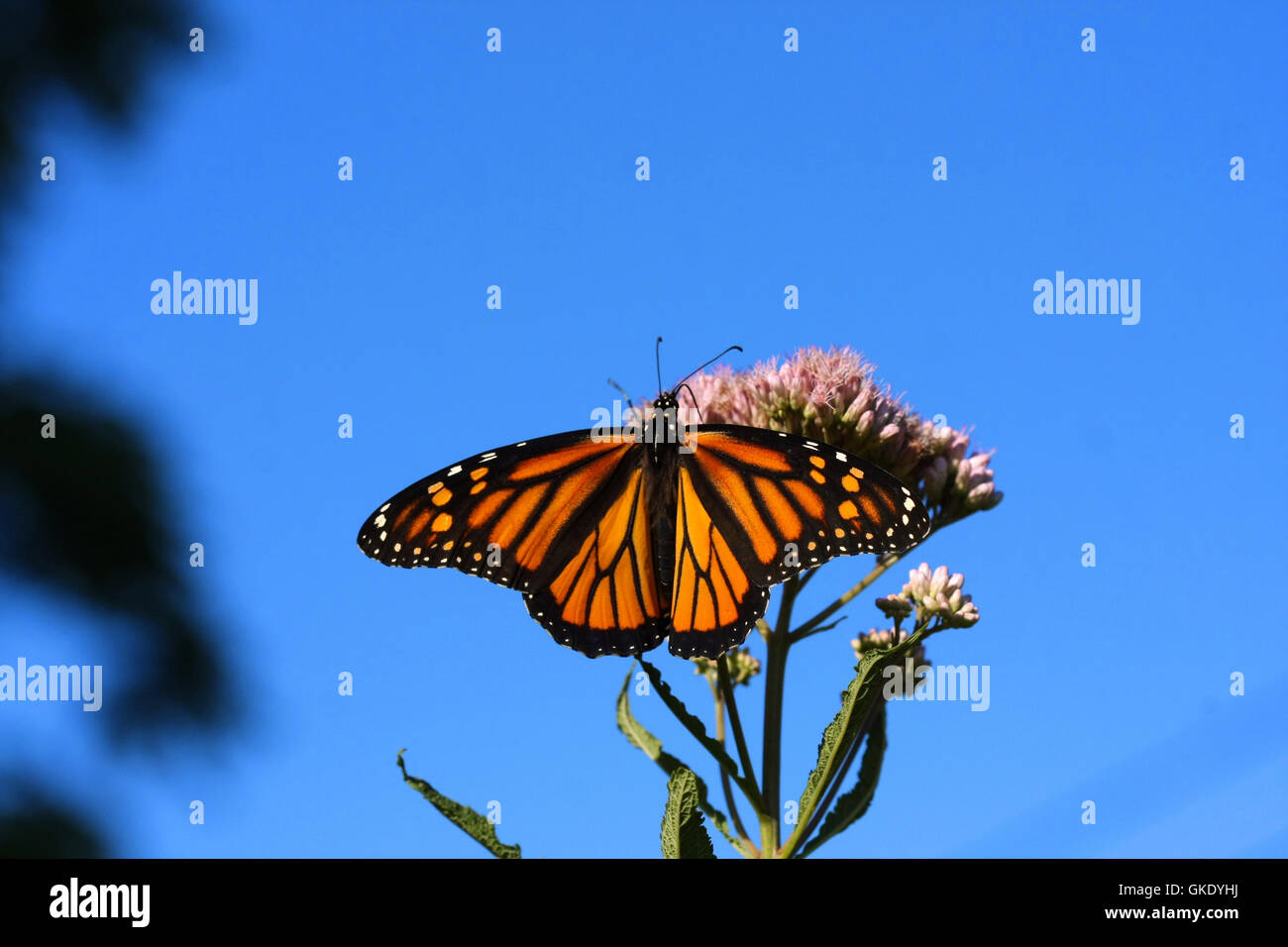 Monarch Butterfly Danaus plexippus Stock Photo - Alamy