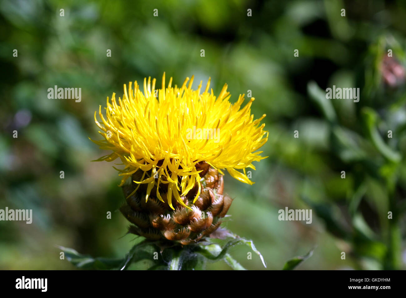 Yellow Thistle Flower Stock Photo - Alamy