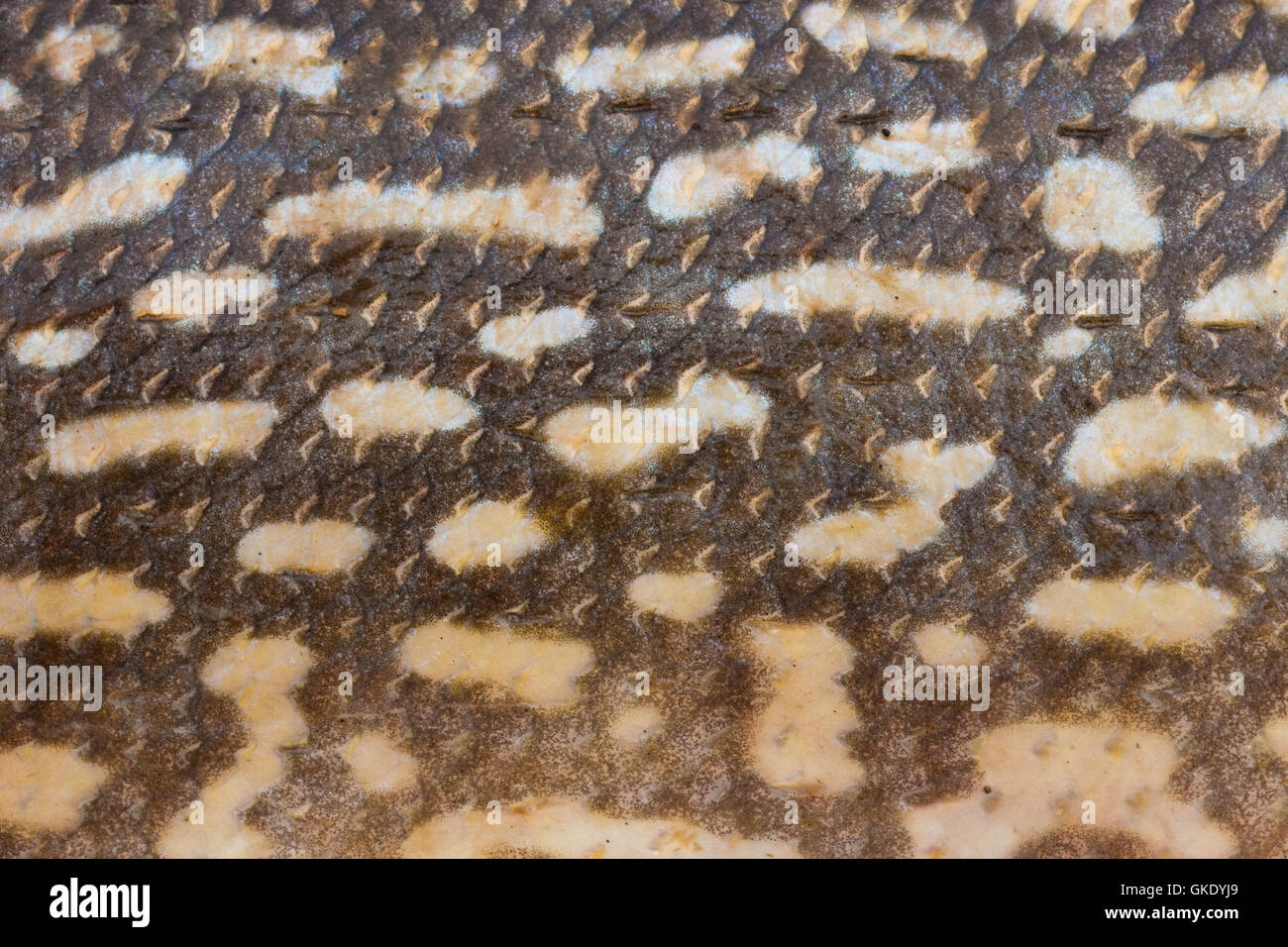 Northern pike (Esox lucius) skin close-up Stock Photo - Alamy