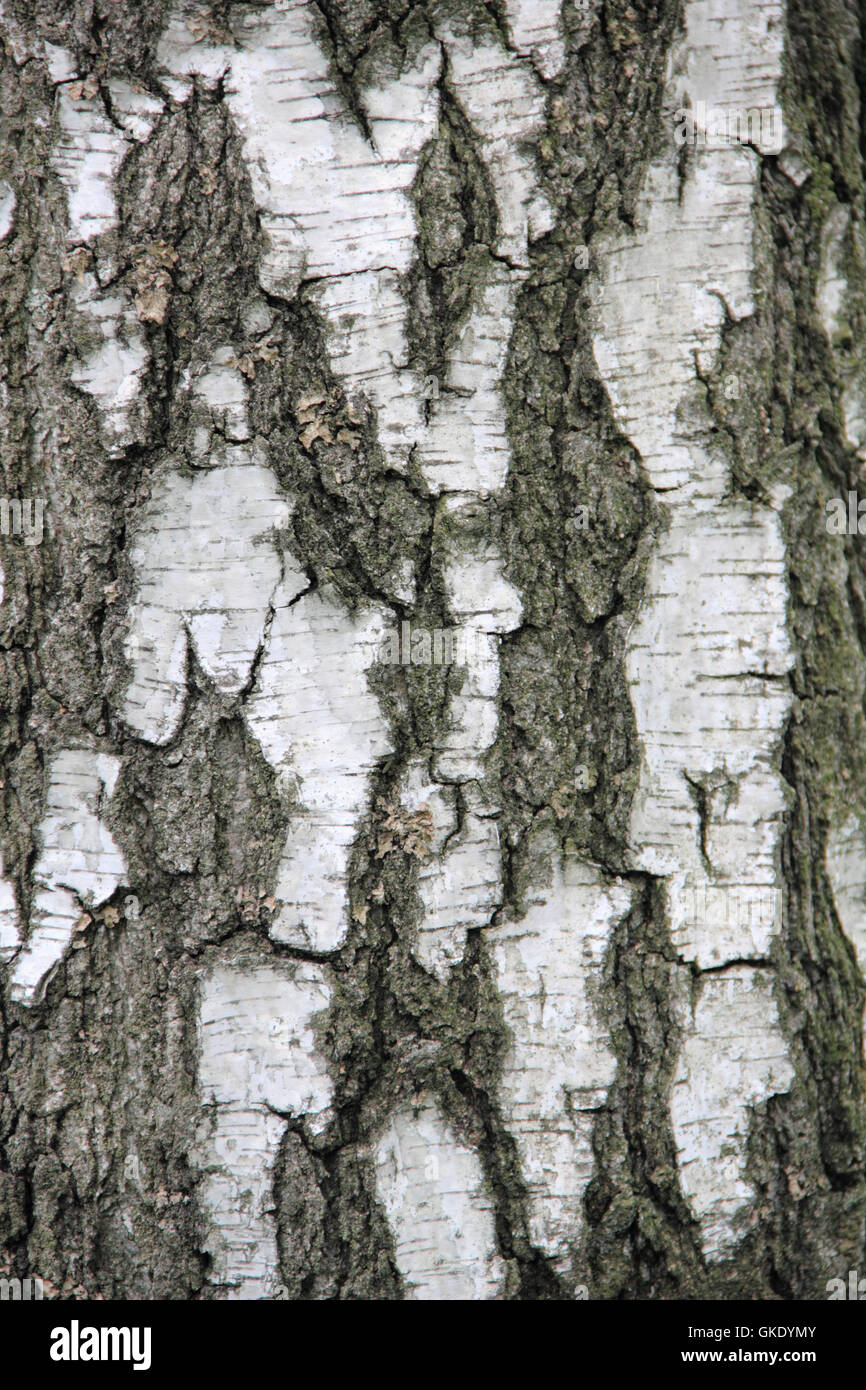 Bark to cortex hi-res stock photography and images - Alamy