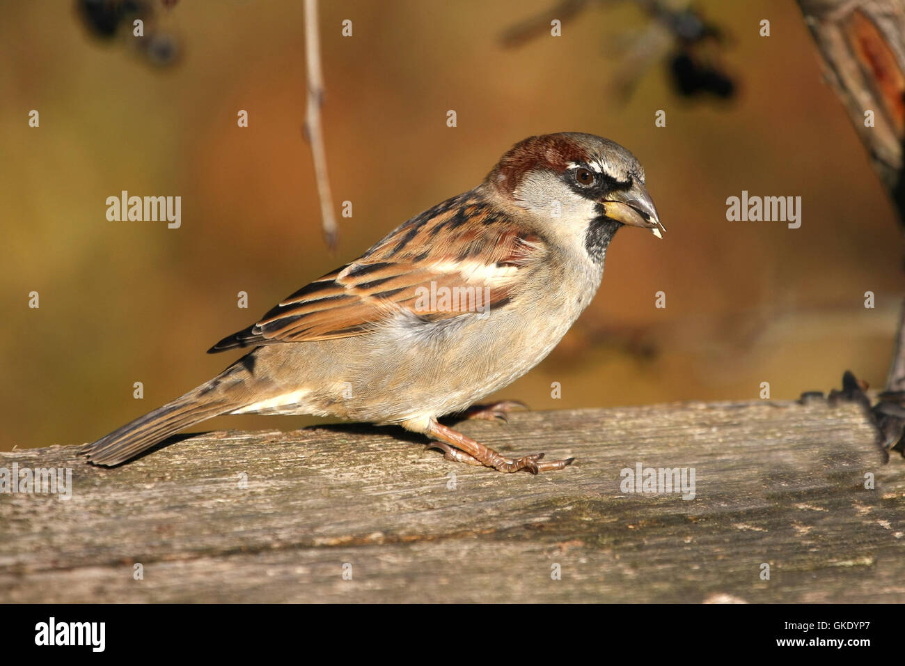 Passer sparrow wing hi-res stock photography and images - Alamy