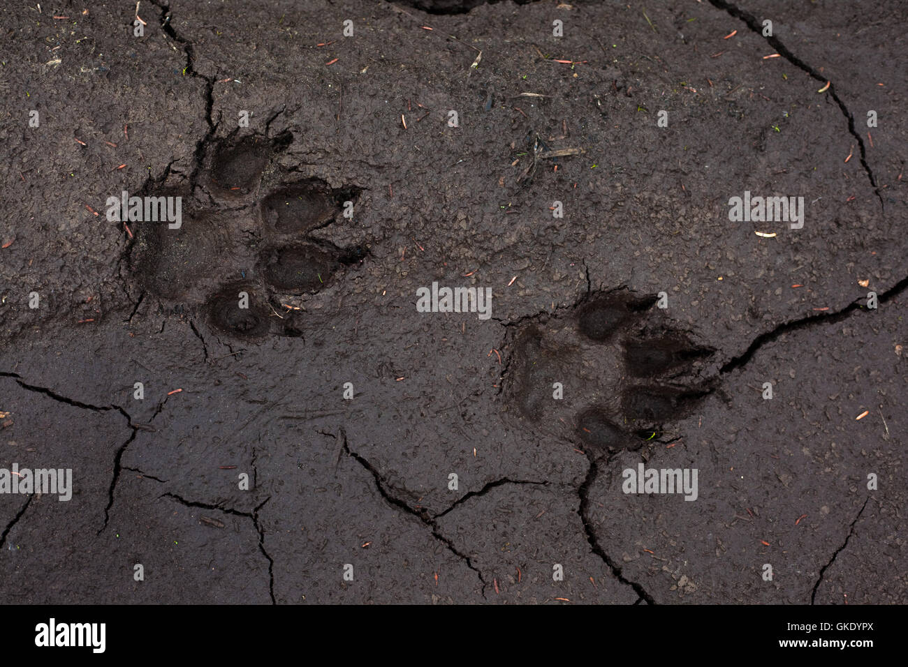 Wolf tracks Stock Photo - Alamy