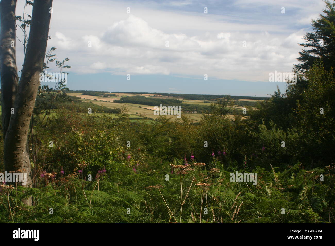 Harwood dale forest hi-res stock photography and images - Alamy