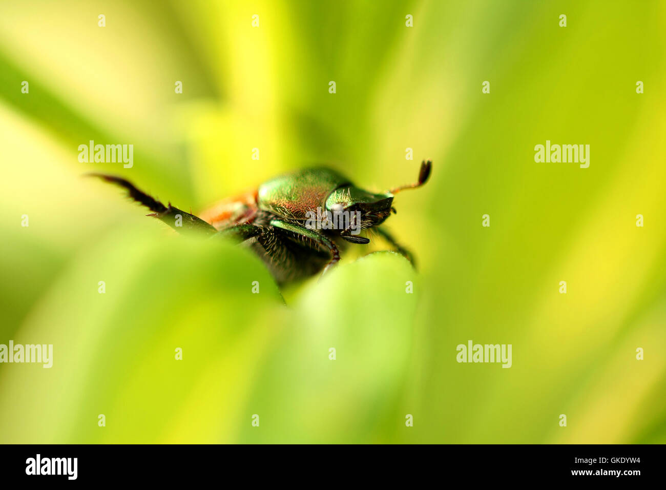Japanese beetle bug hi-res stock photography and images - Alamy