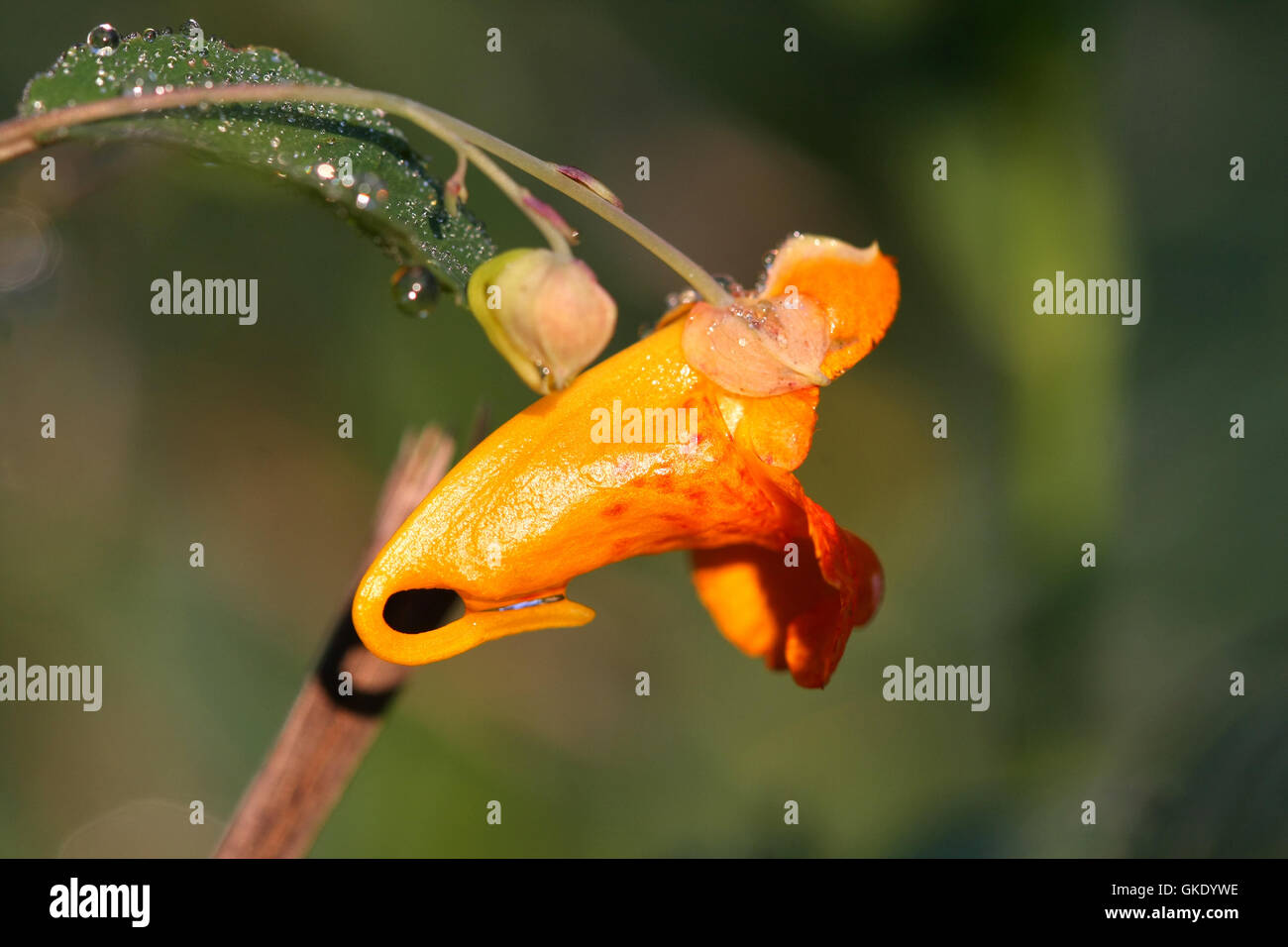 Jewel weed hi-res stock photography and images - Alamy