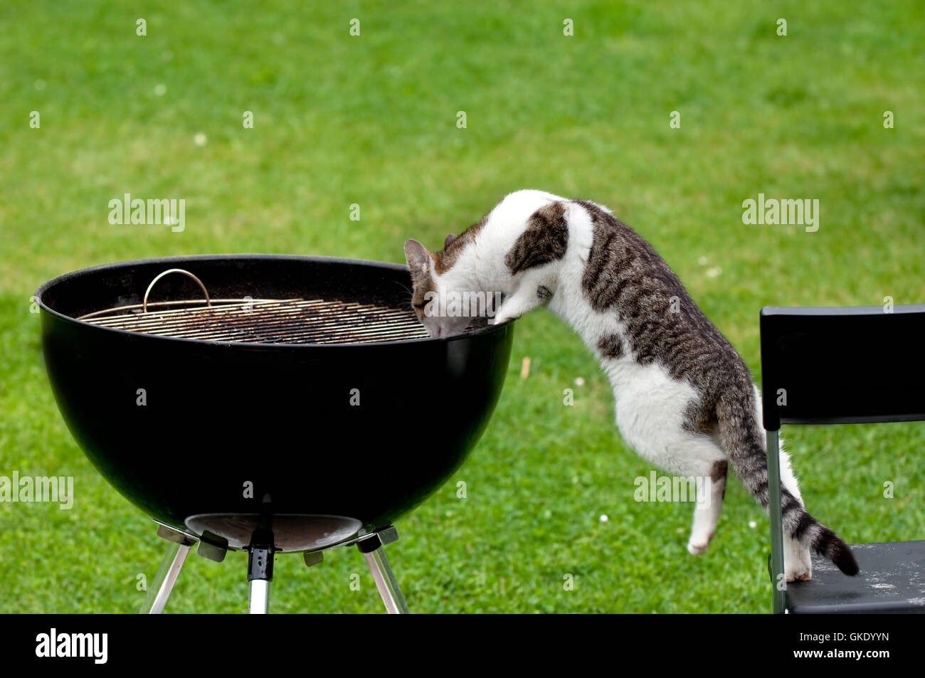 Tempting the cat hi-res stock photography and images - Alamy