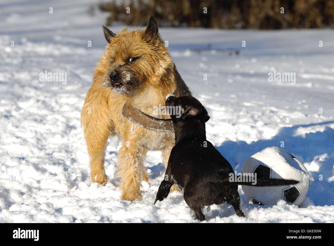 Two dogs playing Stock Photo - Alamy