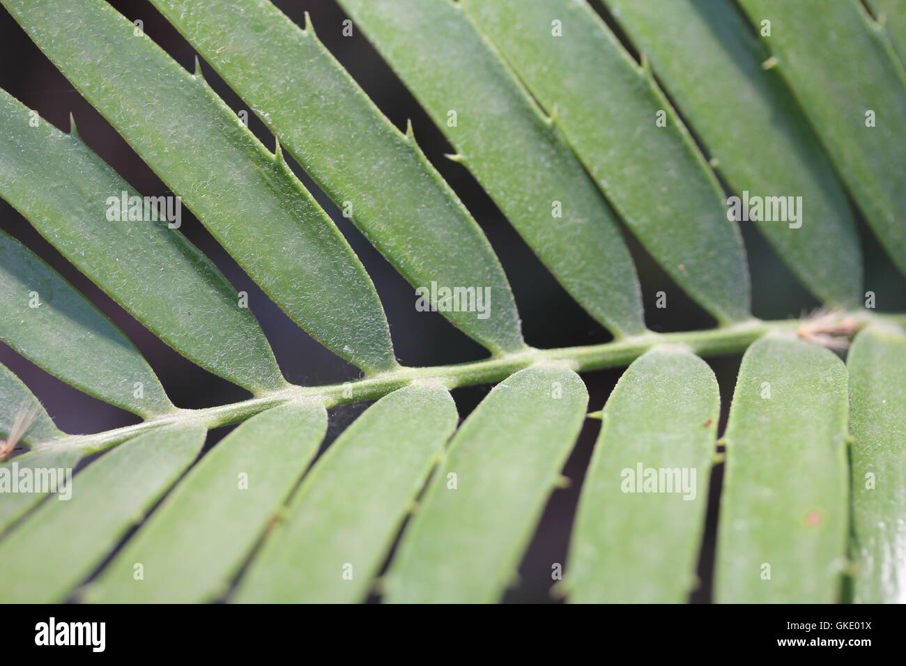 Organic structure hi-res stock photography and images - Alamy
