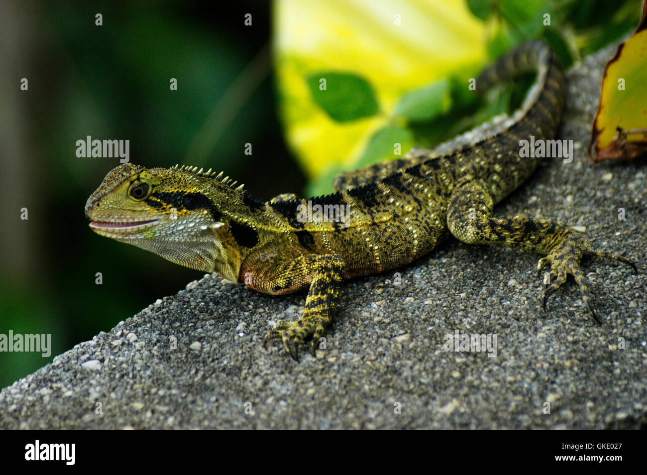 Water Dragon on a rock Stock Photo - Alamy