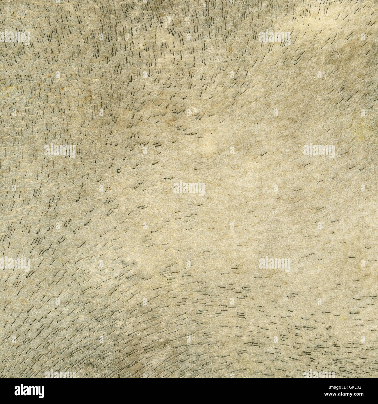 Ethnic drum leather surface background Stock Photo - Alamy