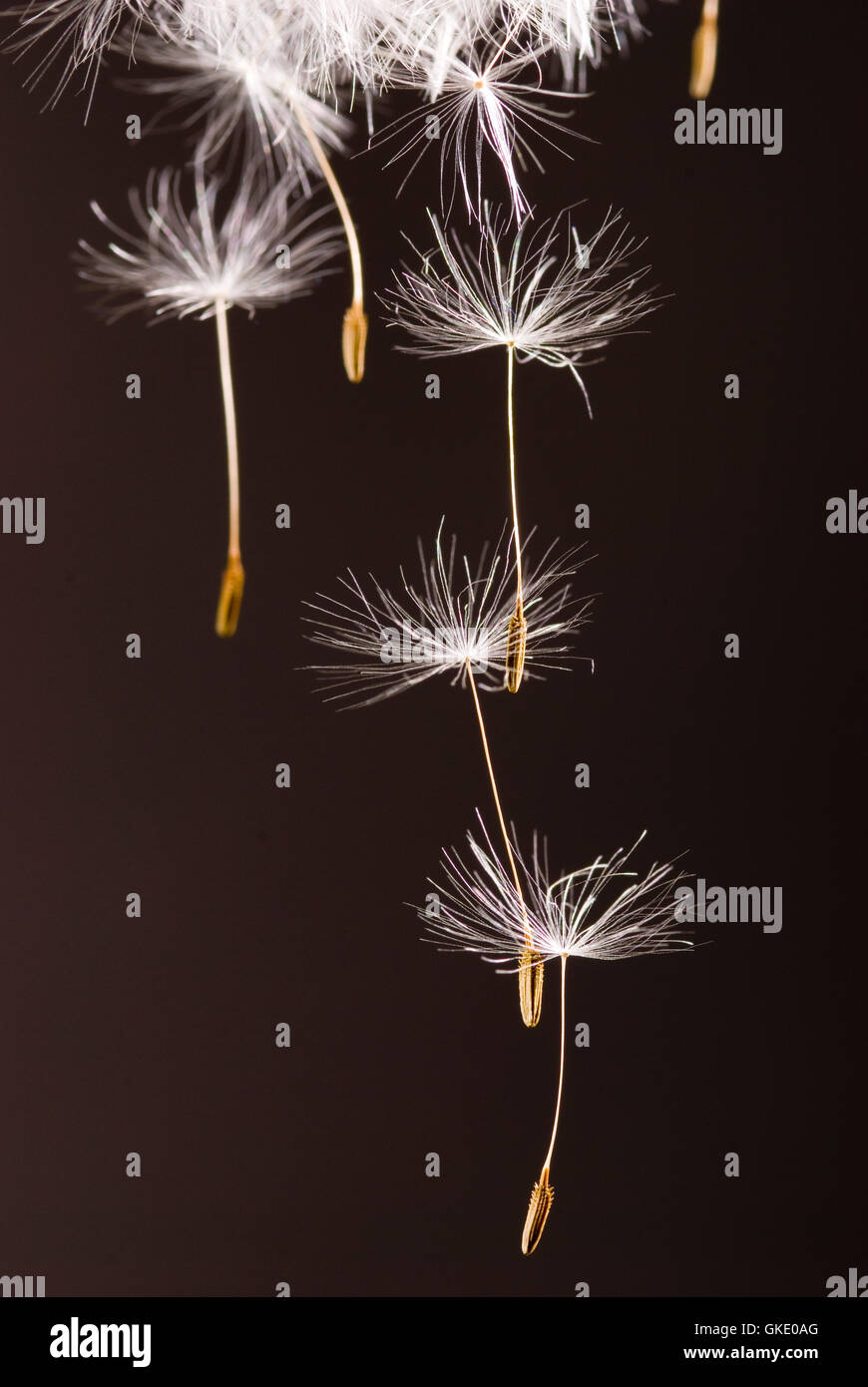 Dandelion seeds flying away Stock Photo - Alamy