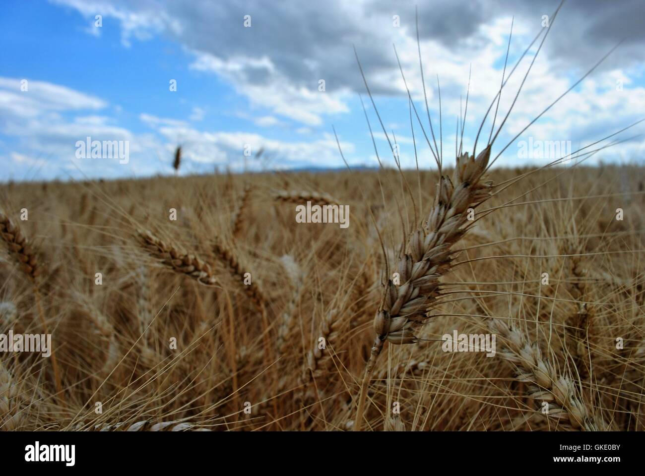 wheat, wheat fields, farming, nature Stock Photo - Alamy