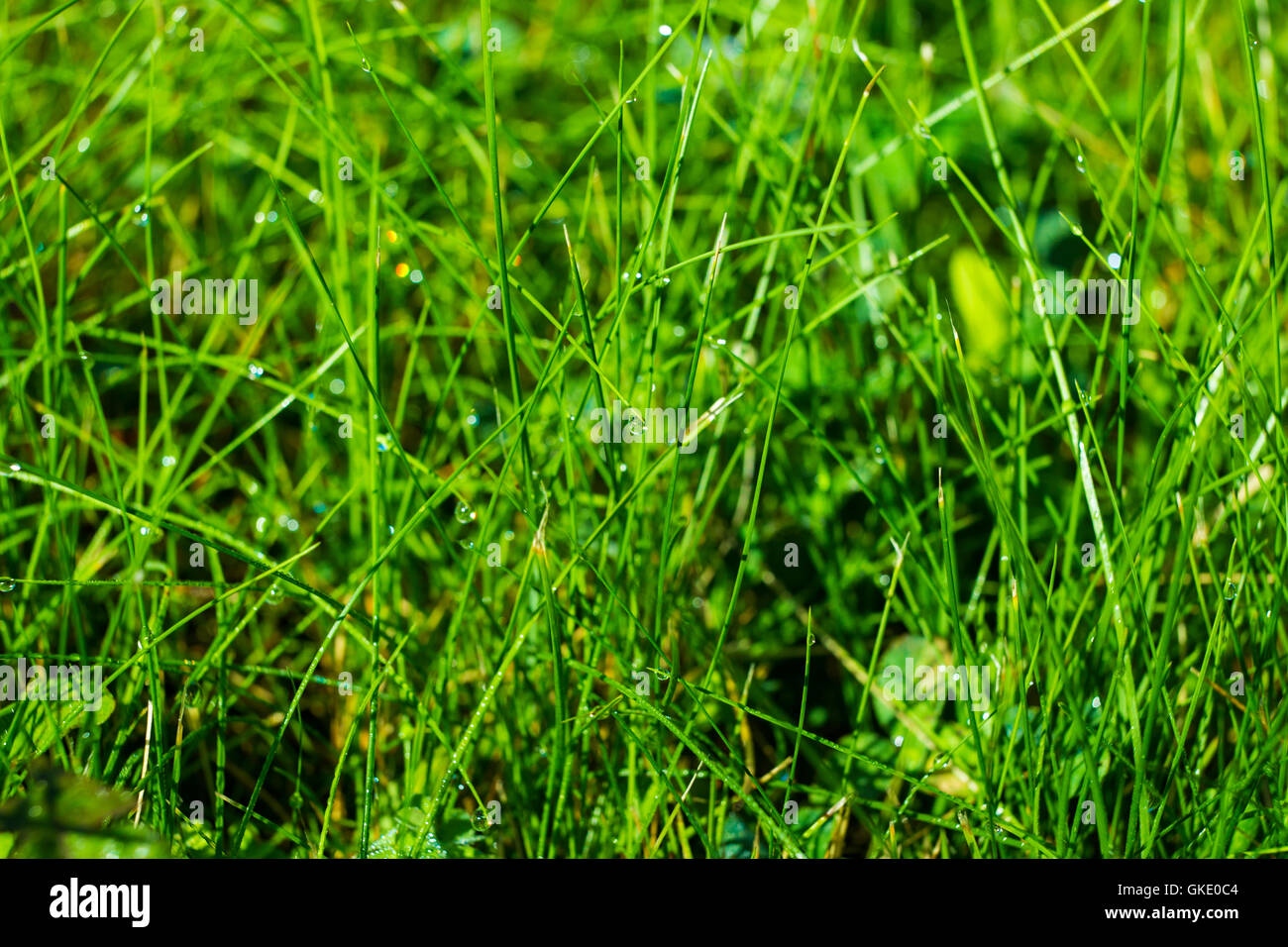 Grass verdure hi-res stock photography and images - Alamy