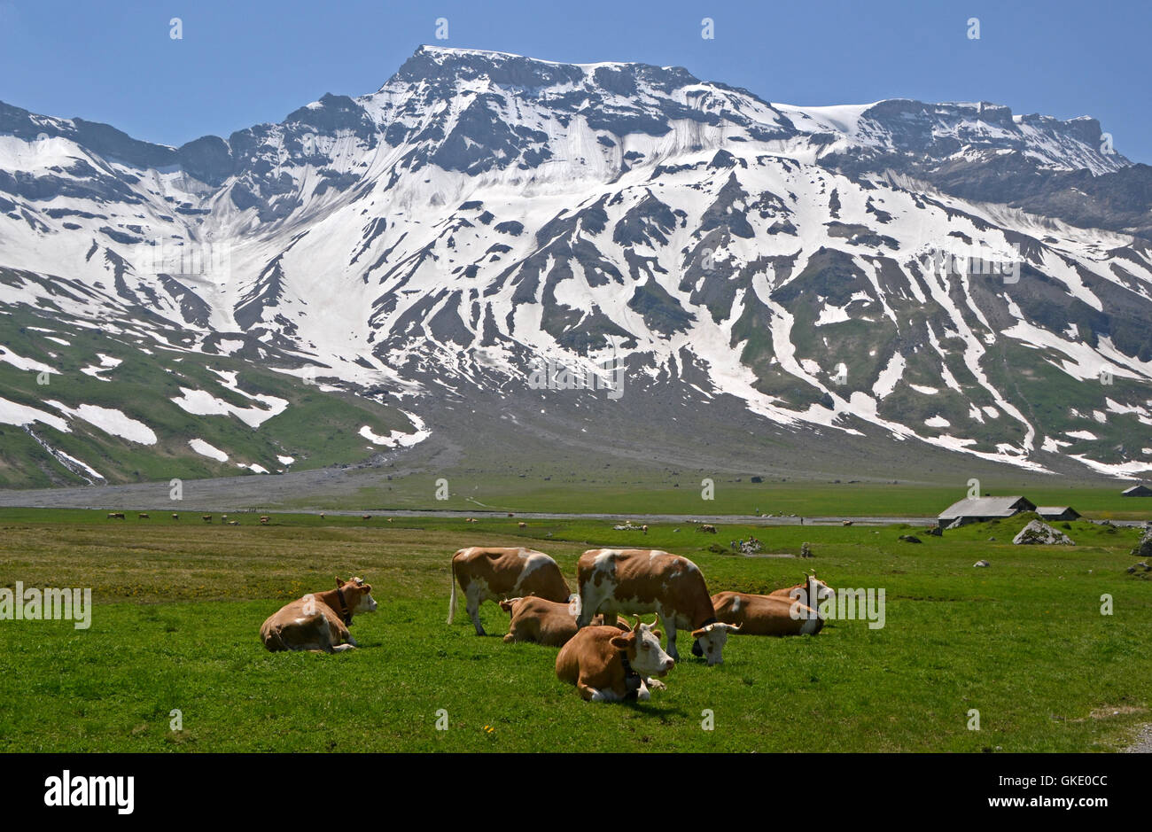 alps alp cows Stock Photo - Alamy