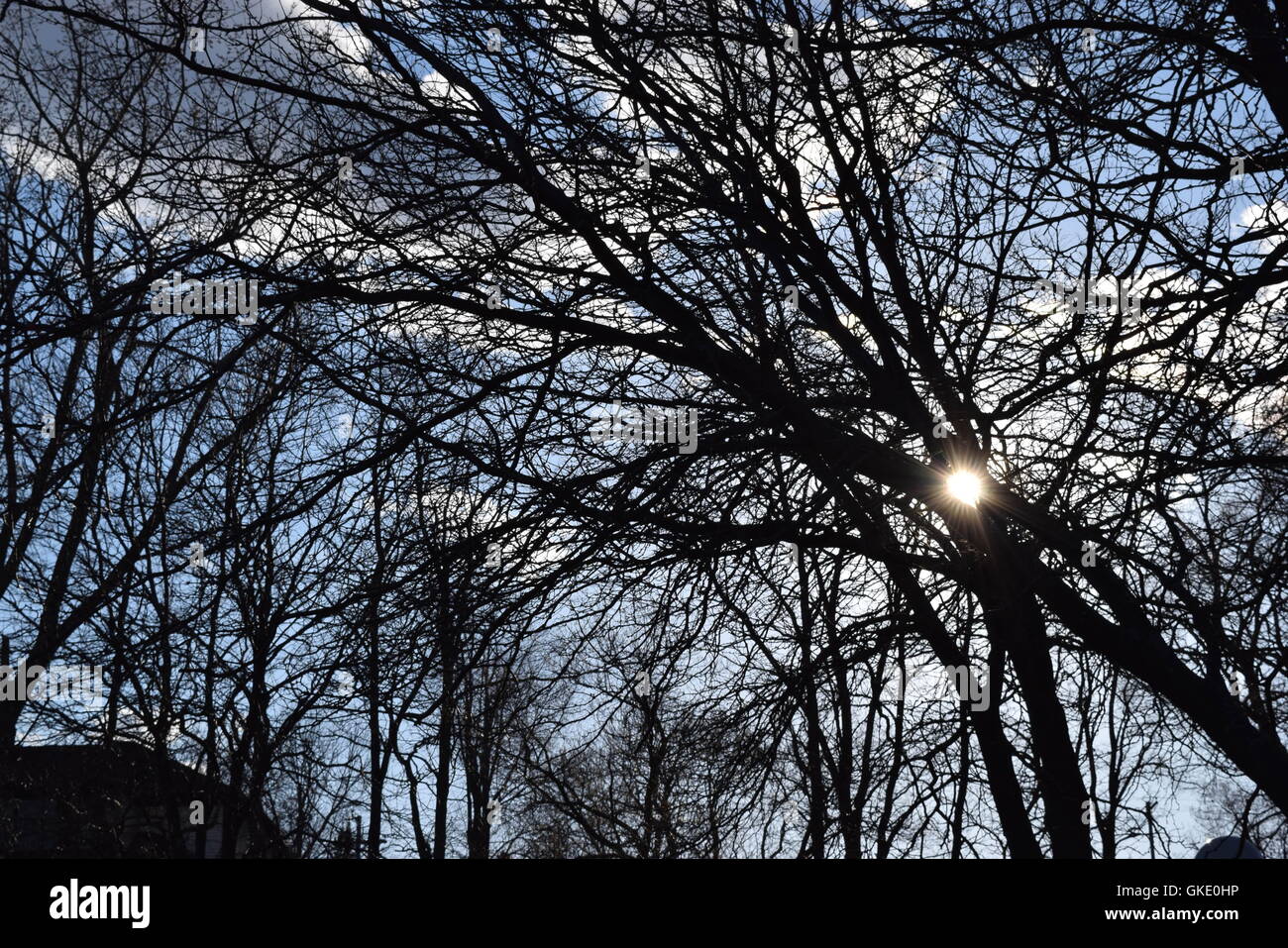 Blue sky through branches hi-res stock photography and images - Alamy