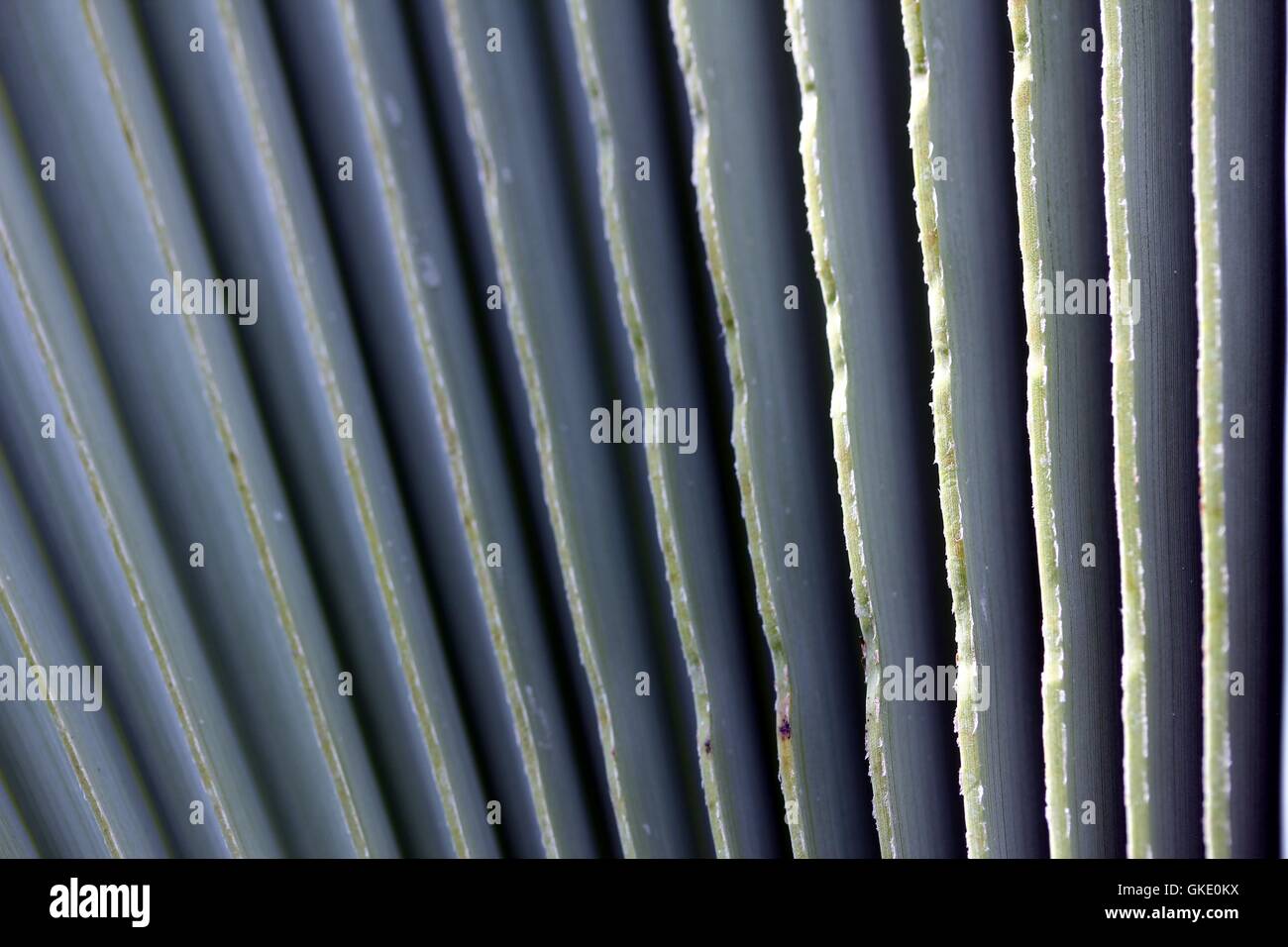 Plant structure hi-res stock photography and images - Alamy