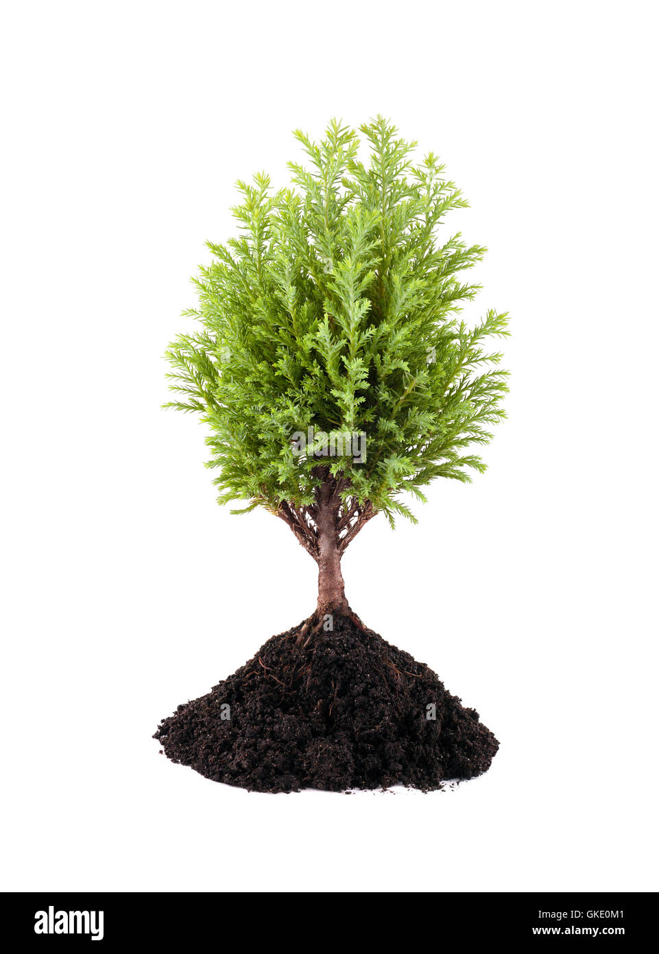Growing small green tree isolated on white background Stock Photo - Alamy