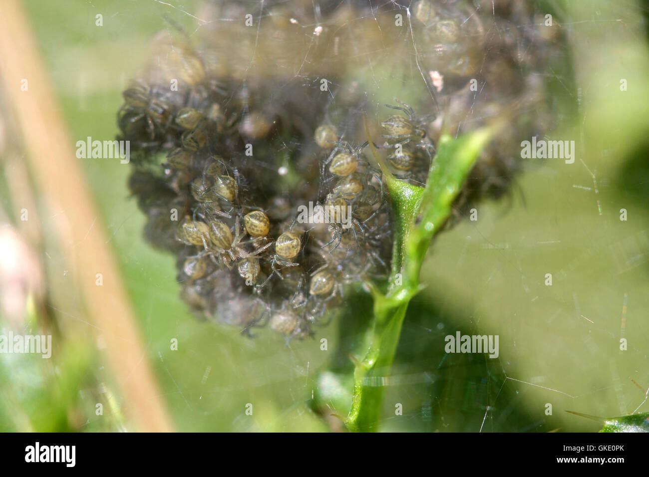 Nursery-web Spider nest Stock Photo - Alamy