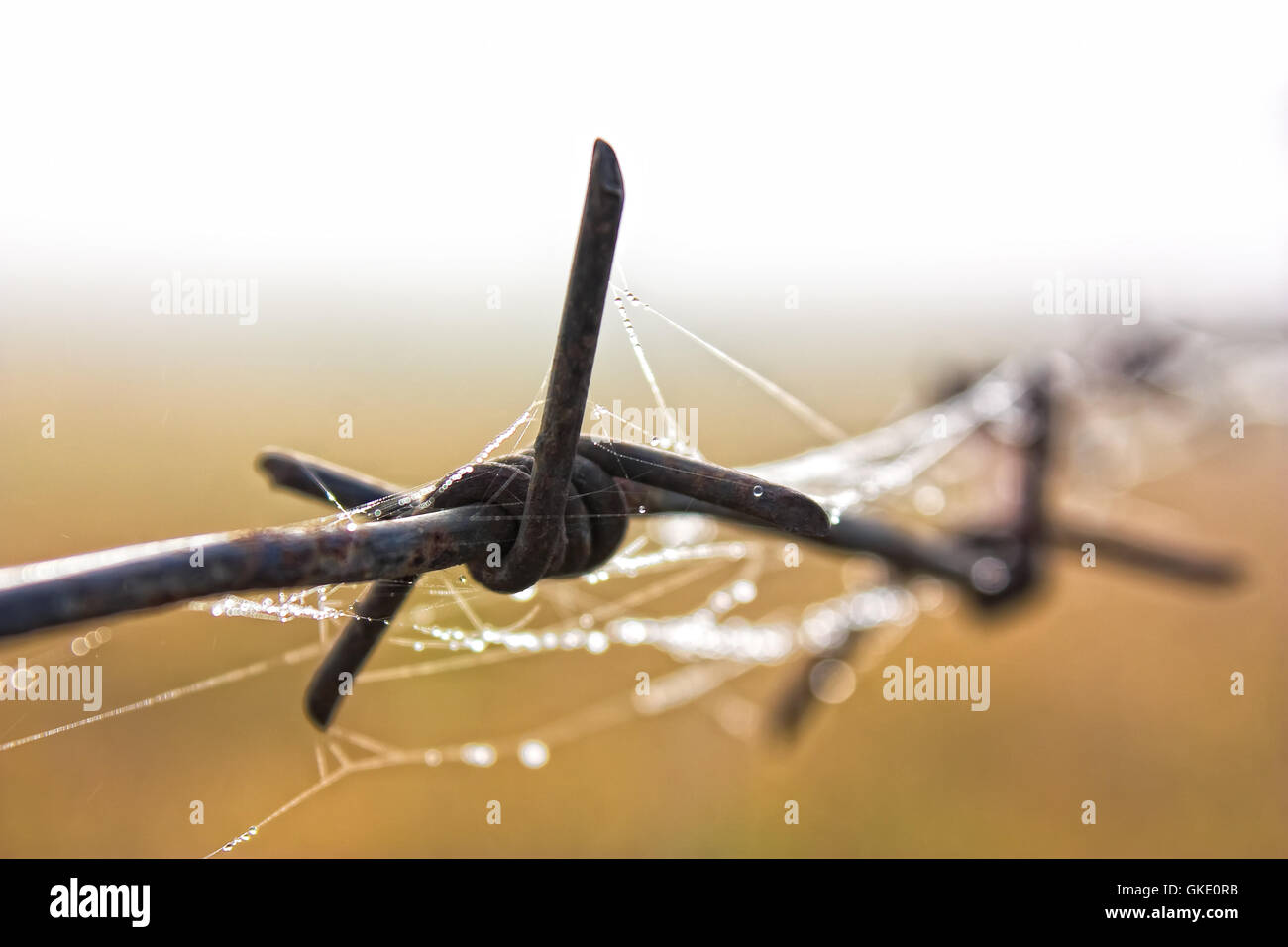 barbed wire with a wet web Stock Photo - Alamy