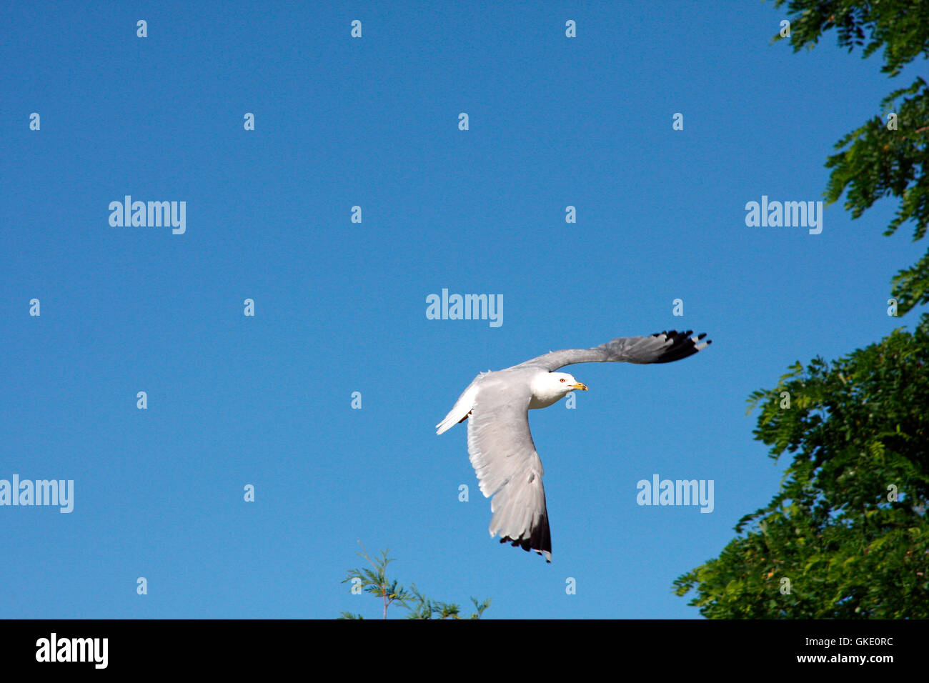 Ring billed sea gull hi-res stock photography and images - Alamy