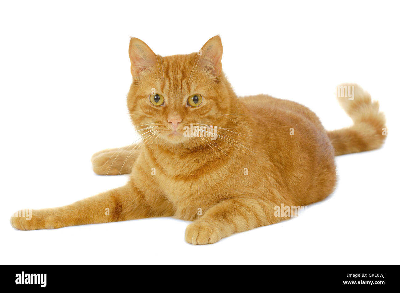 Isolated red cat hi-res stock photography and images - Alamy