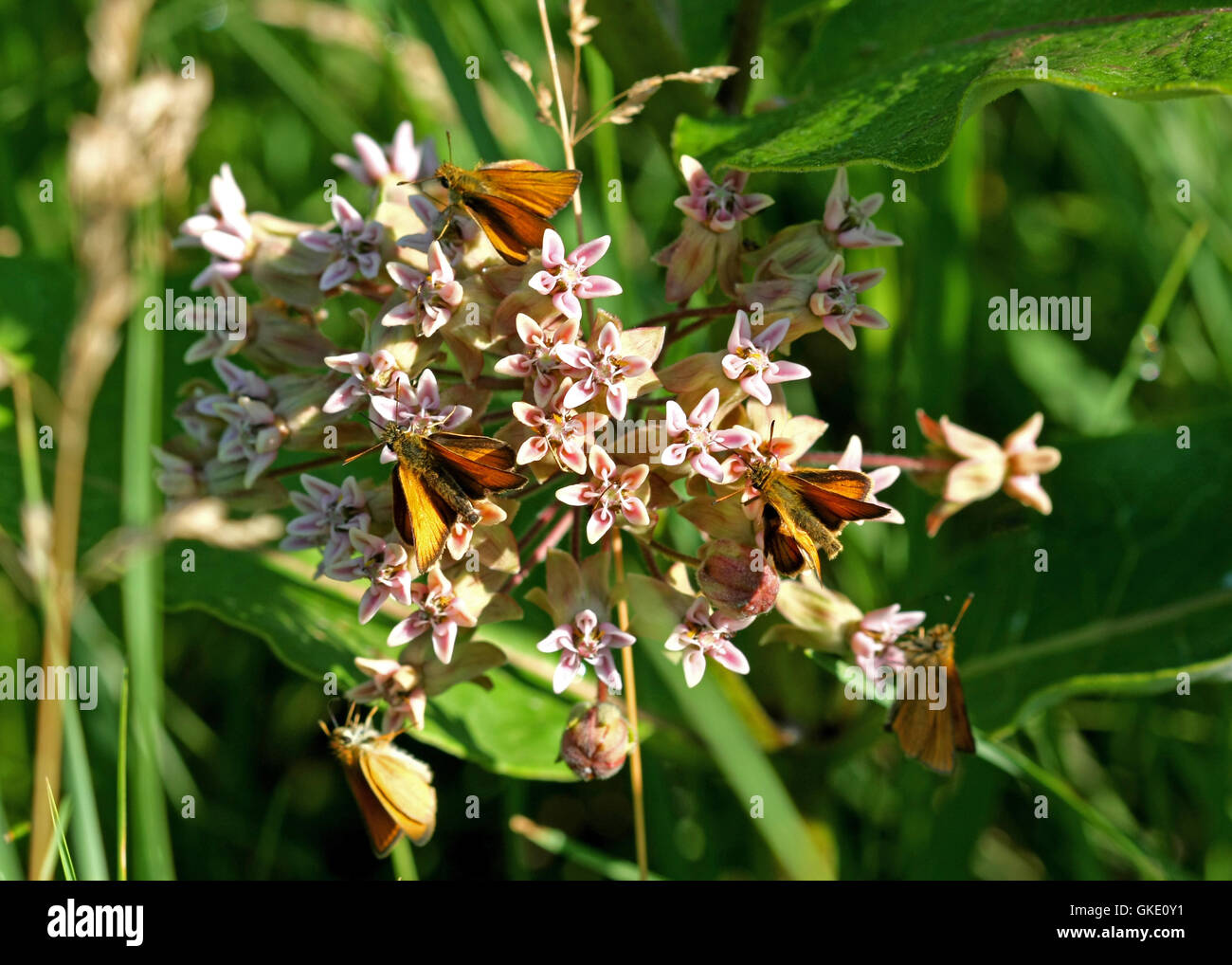 Banded purple wing butterfly hi-res stock photography and images - Alamy