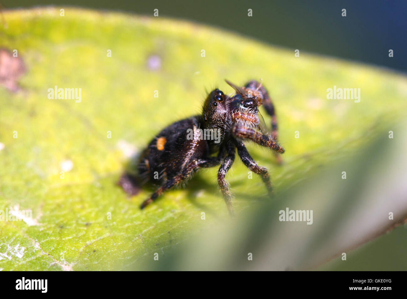 Daring Jumping Spider Stock Photo - Alamy
