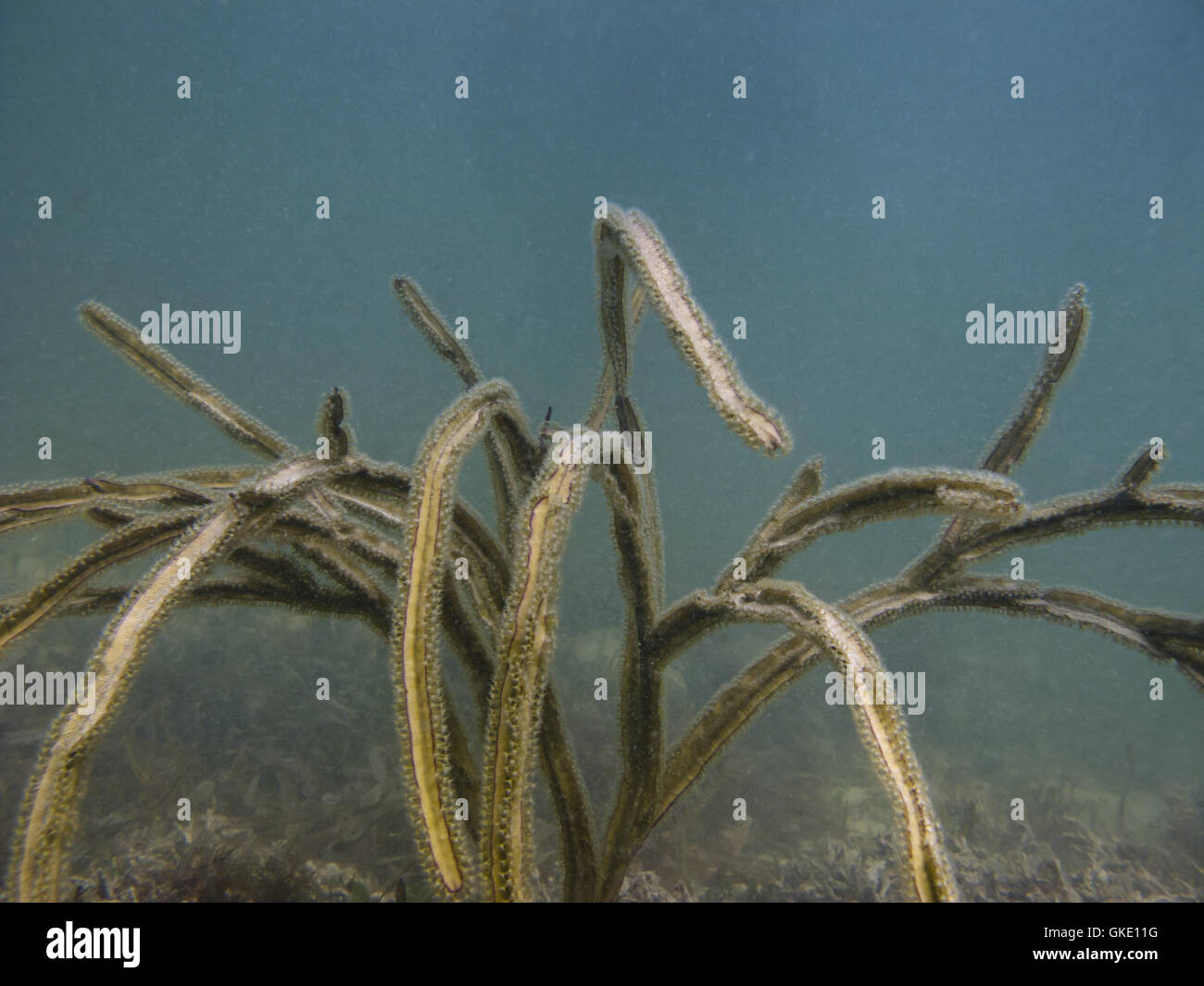 Undersea creature hi-res stock photography and images - Alamy