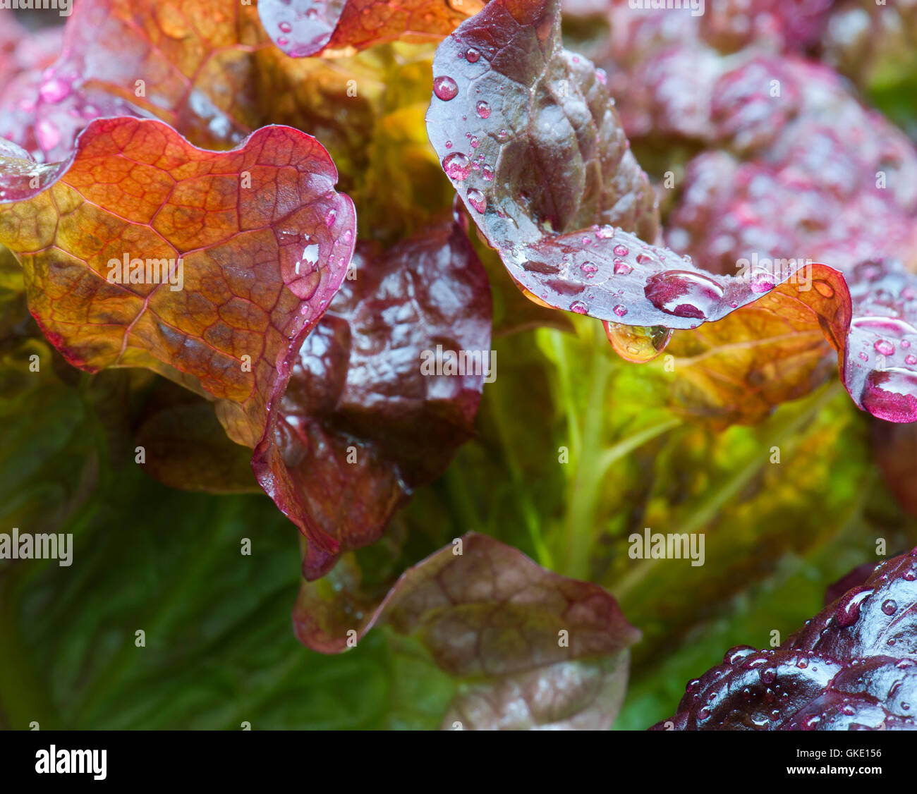 Red Leaf Lettuce Stock Photo - Alamy