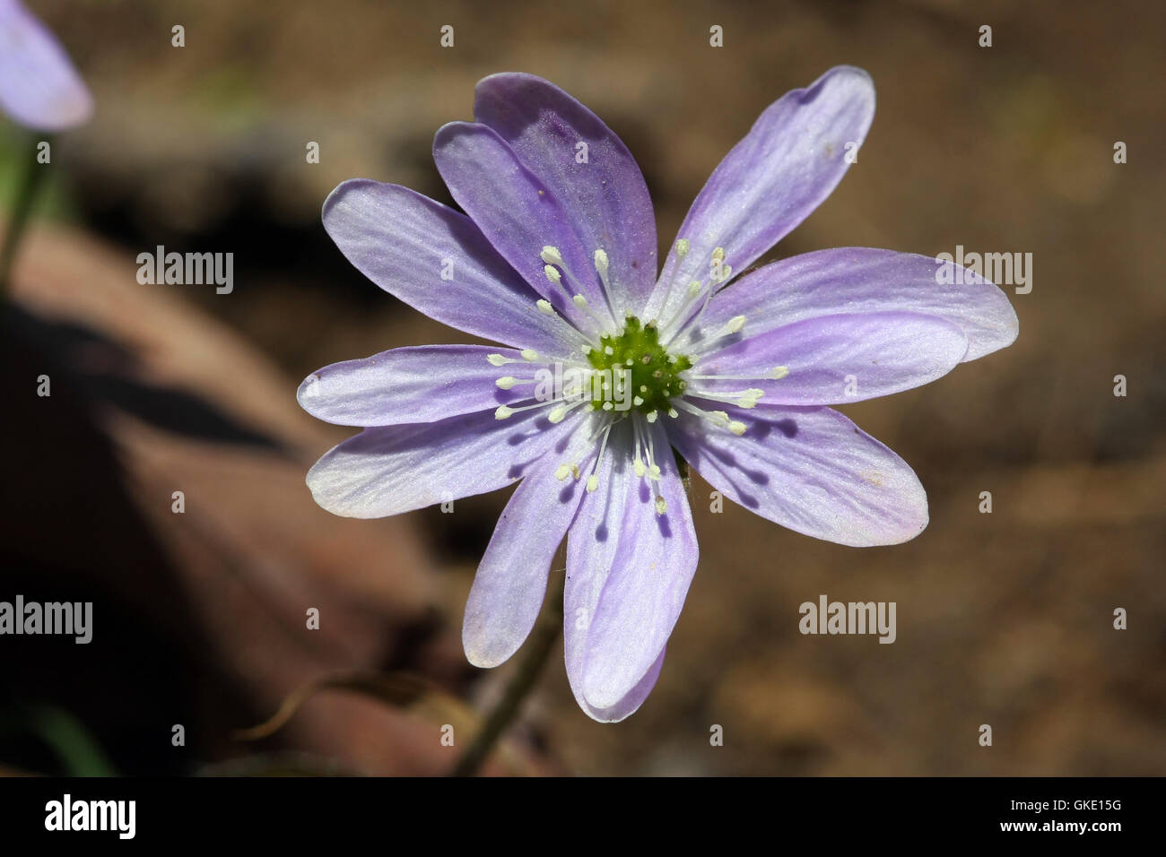Wild blue hepatica flowers hi-res stock photography and images - Alamy