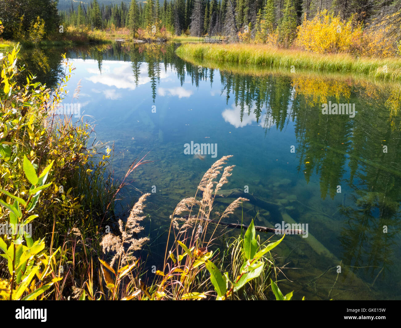 Fall sky mirrored on calm clear taiga wetland pond Stock Photo - Alamy